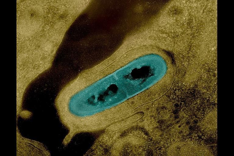 Microbiological concerns faced in cheese-making environments | Features ...